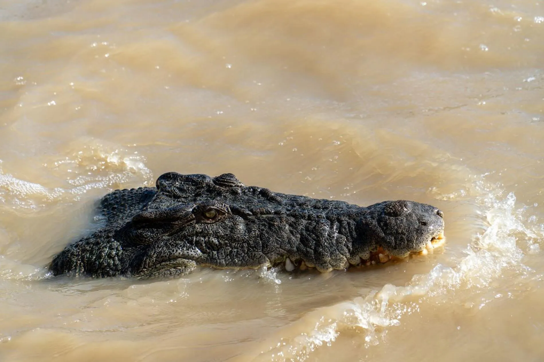 Best Time for Jumping Crocodile Cruise
